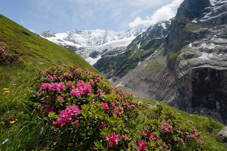 Alpine flowers blooming in beautiful Switzerland