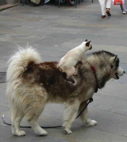 Piggy back rides: Cat and Dog.