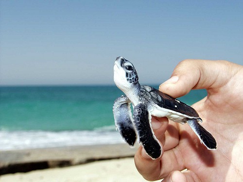 Baby sea turtle