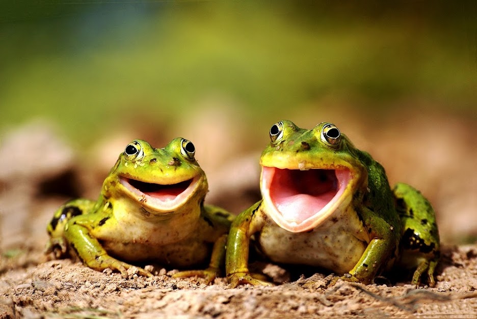 Smiling Frogs