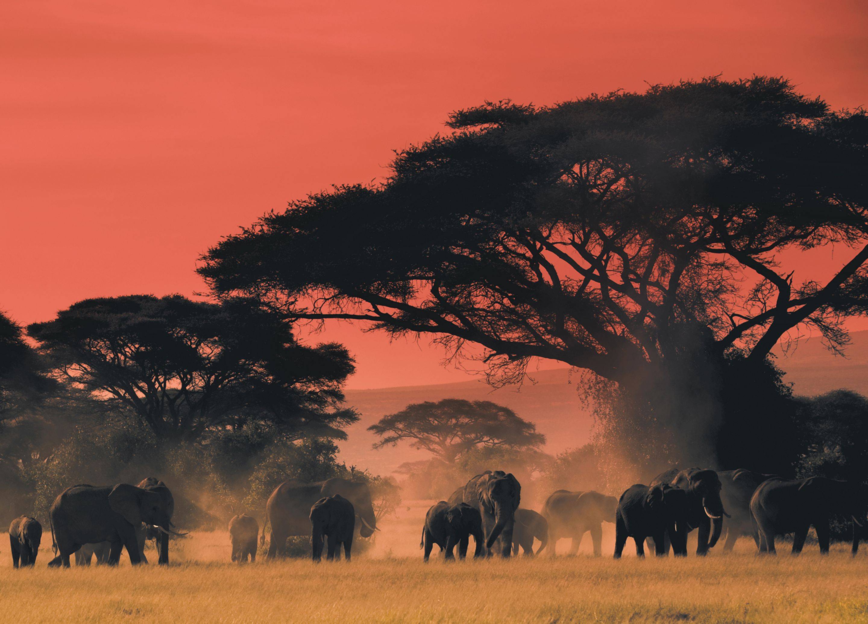 Elephants Roaming in Africa