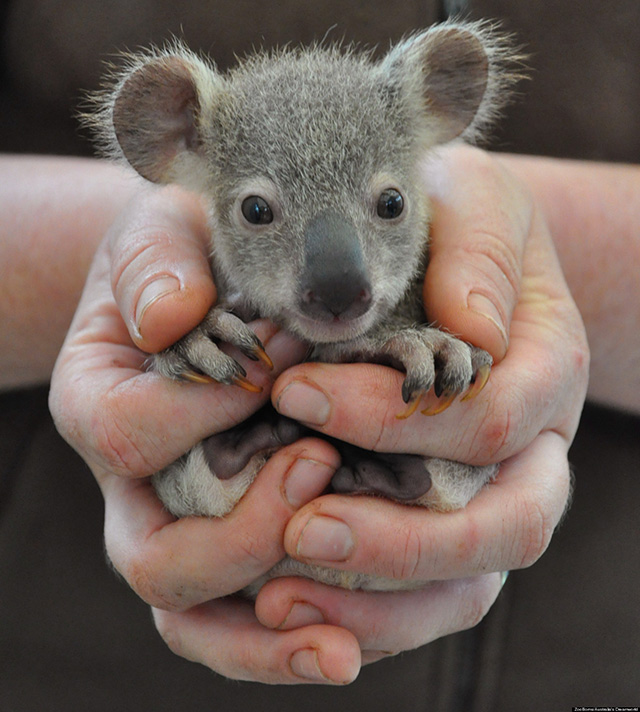 Baby Koala: Adorable Animal Photos