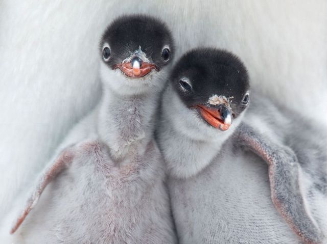Penguins hugging: Cute Animal Photos