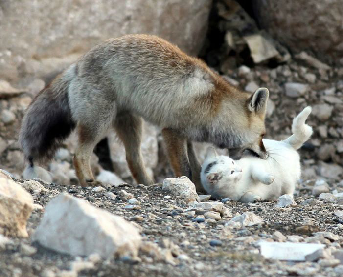 Fox and Cat Playing (Gallery)