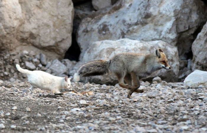 Fox and Cat Playing (Gallery)