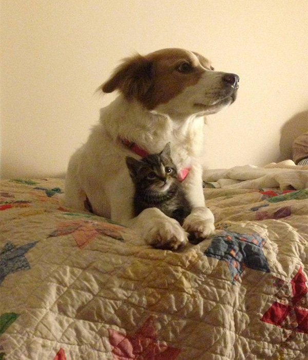 Dog holding cat on the bed: Cute animal pictures