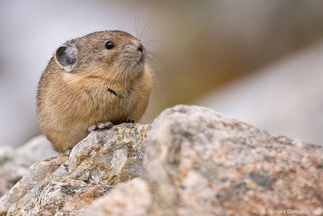 This is a Pika: Cute Animals