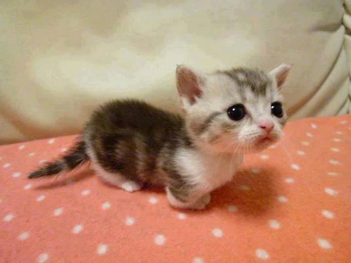Cutest Kitten Ever