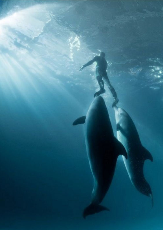 Life Is Amazing: Swimming With Dolphins