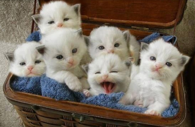A box of white kittens: Cute animal pictures