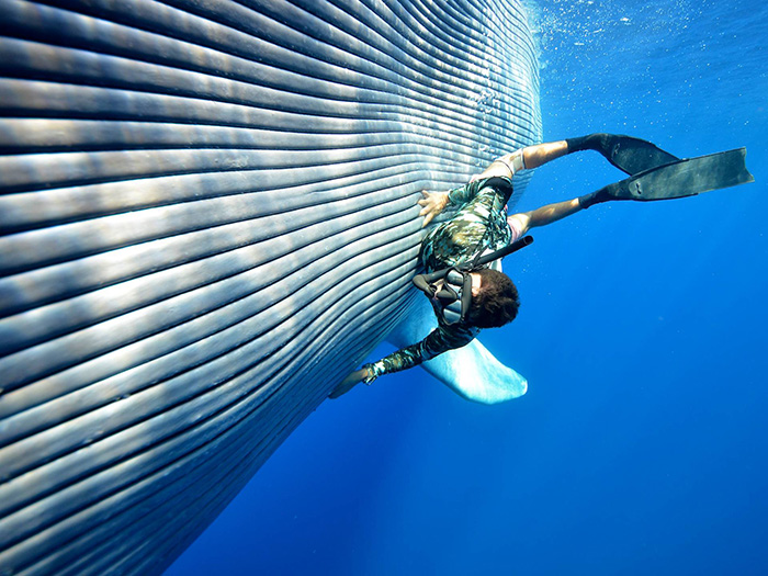 Diver pets a blue whale