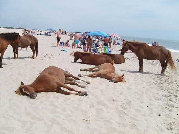 Sea horses, Assateague Island