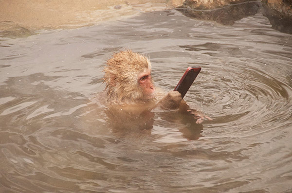 A monkey in Japan got a hold of someones phone