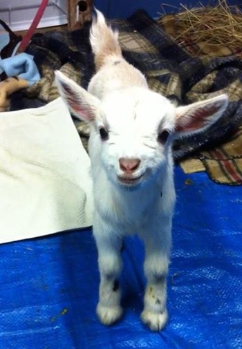 Theres a happy little fellow