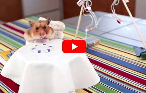 Mouse Eating Burrito