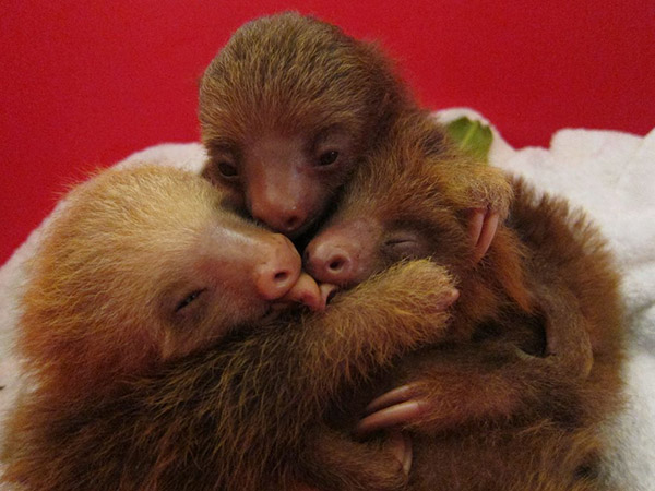 Sloths hugging