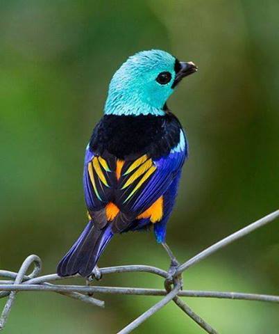 The tanager is beautiful