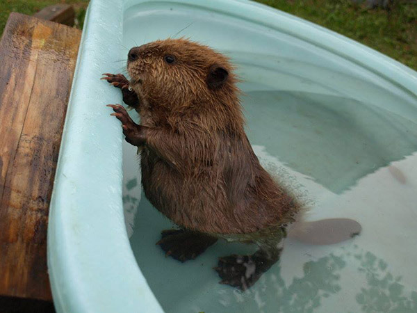 Baby beaver bath