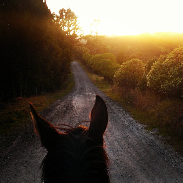 Beautiful morning for horse back riding in New Zealand