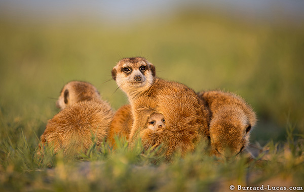 Photographer Gets The Shoot Of A Lifetime With These Baby Meerkats In ...