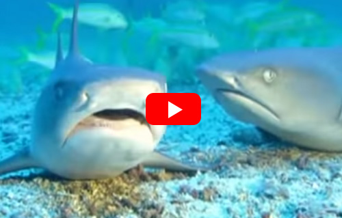 Funny Animal Voiceovers... I Can't Stop Laughing At The Sharks!