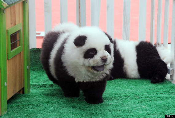 The Panda Dog Is Taking Over China... But It's Not What You Think