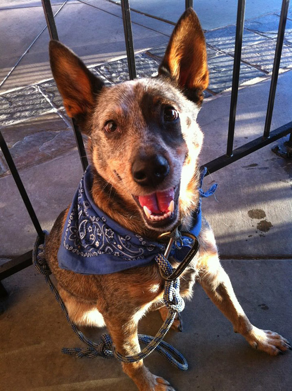 Meet Jack, The Wonder Dog. Jack Likes To Stack!