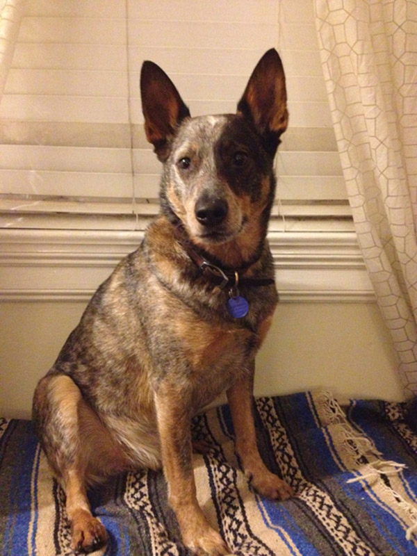 Meet Jack, The Wonder Dog. Jack Likes To Stack!