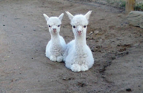 Baby Alpacas. Yes, Please!