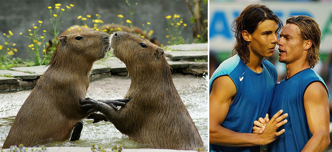 15 Photos Of Capybaras That Look Like Tennis Ace Rafael Nadal... I Can ...