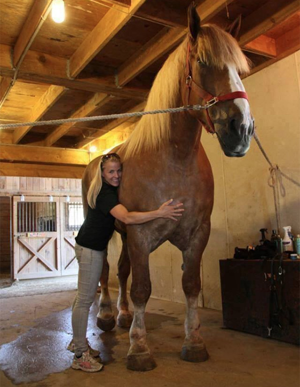 Gentle giant. This is a huge horse!