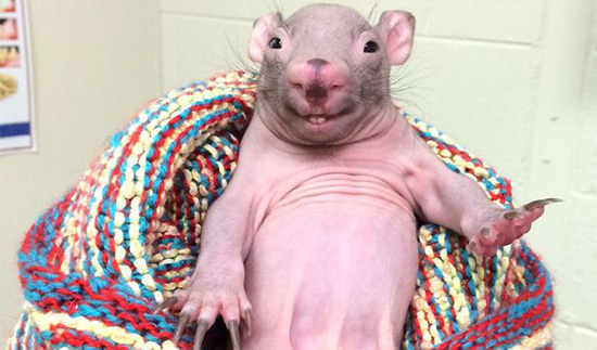 Hairless Wombat Pet