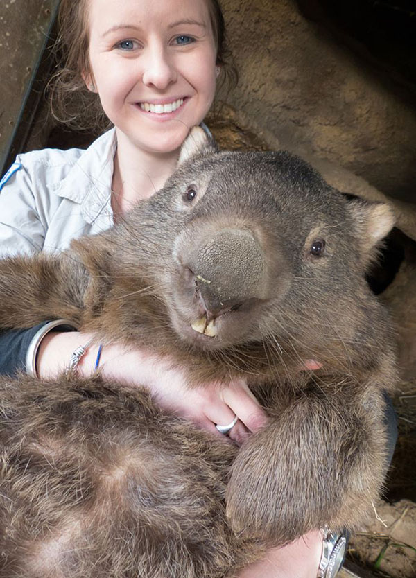 Patrick the Wombat! Worlds oldest living wombat