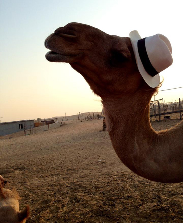 When You Put A Hat On A Camel when-you-put-a-hat-on-a-camel