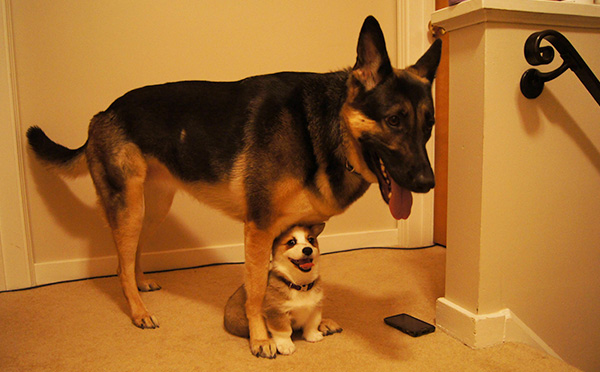 Dog standing over puppy