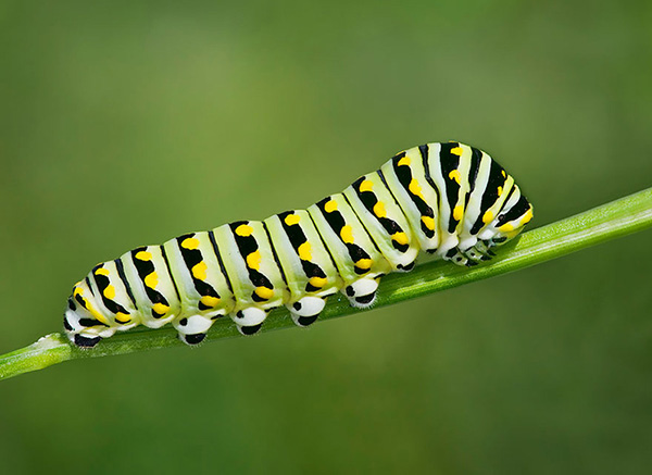 Before And After Photos Of 20 Different Caterpillar Transformations