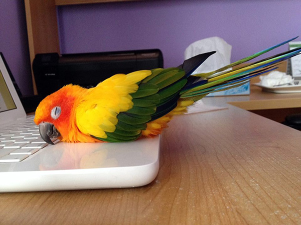 Bird falls asleep out on warm computer
