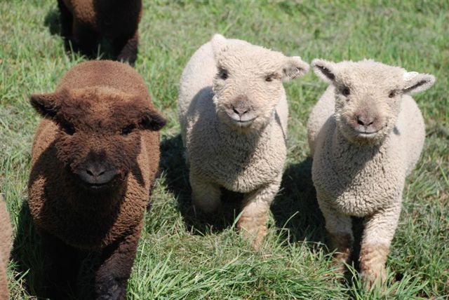 Newborn baby alpacas