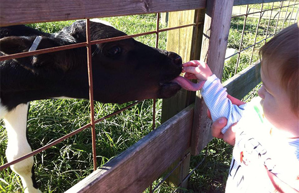 Baby cow meets baby boy