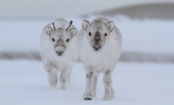 Baby Reindeer