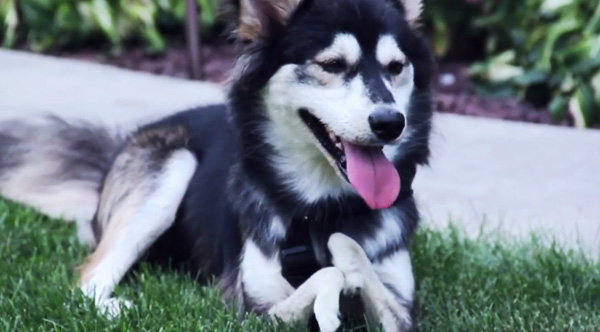 Dog Born With Deformed Front Legs Runs For The First Time, Thanks To 3D ... Dog Born With Deformed Front Legs Runs For The First Time, Thanks To 3D ...