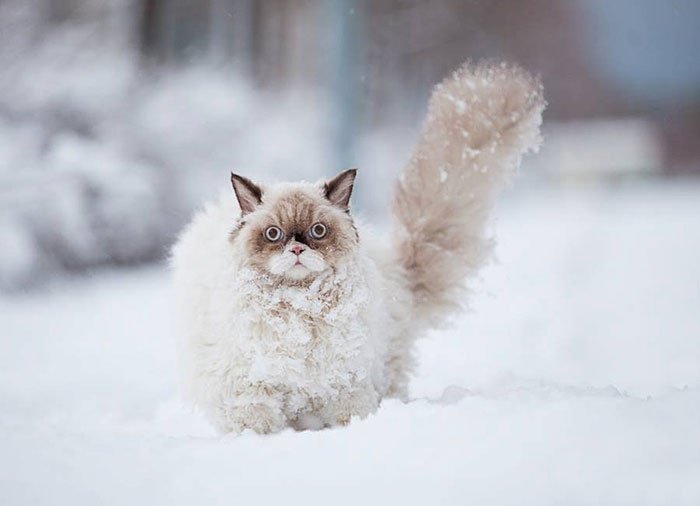 This Series Of Photos Perfectly Sums Up A Cat's Feelings On Snow