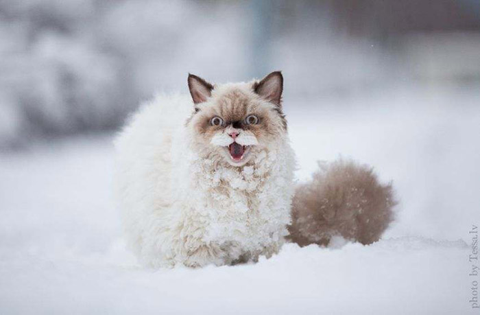 This Series Of Photos Perfectly Sums Up A Cat's Feelings On Snow