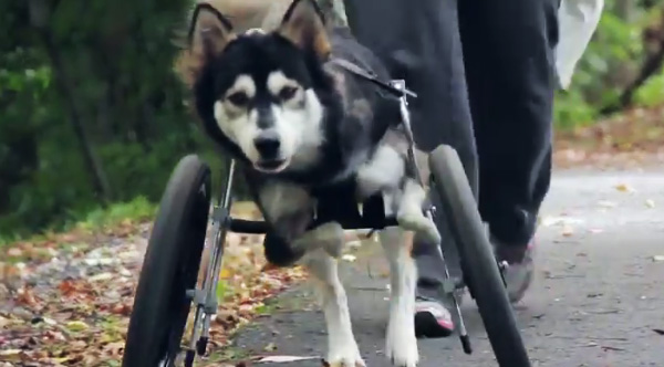 Dog Born With Deformed Front Legs Runs For The First Time, Thanks To 3D ... Dog Born With Deformed Front Legs Runs For The First Time, Thanks To 3D ...