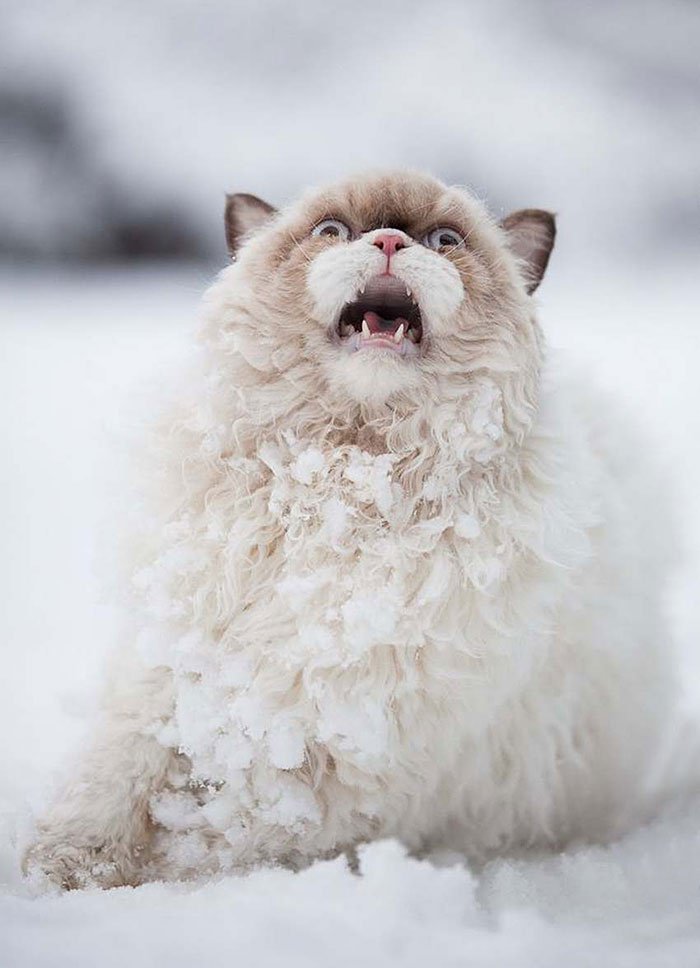 This Series Of Photos Perfectly Sums Up A Cat's Feelings On Snow