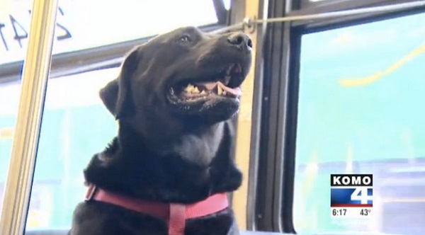 This Dog In Seattle Rides The Bus To The Dog Park All By Herself