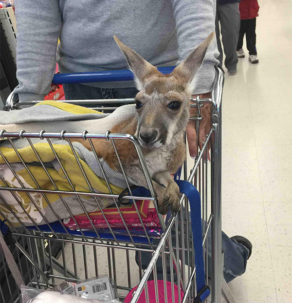 Baby Kangaroo in Walgreens Cart