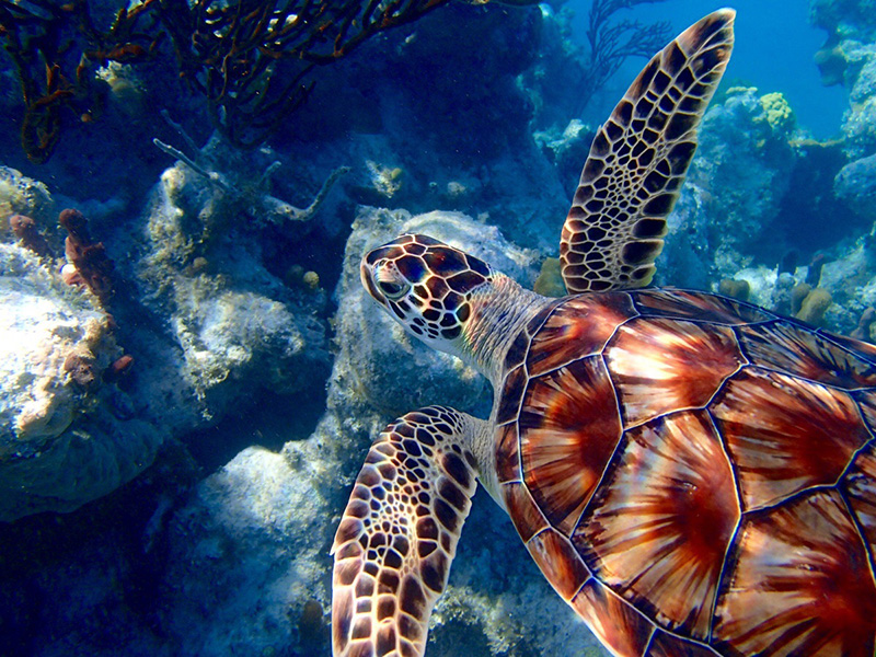 Majestic sea turtle