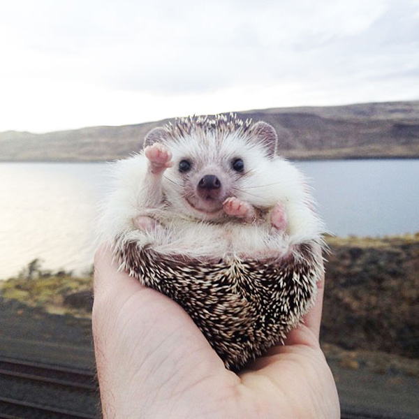 This Tiny Hedgehog Has His Own Travel Blog, And It's Breaking The ...