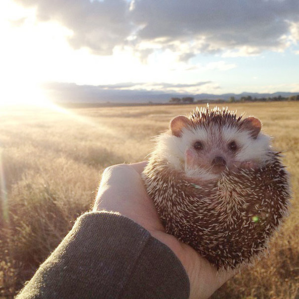This Tiny Hedgehog Has His Own Travel Blog, And It's Breaking The ...